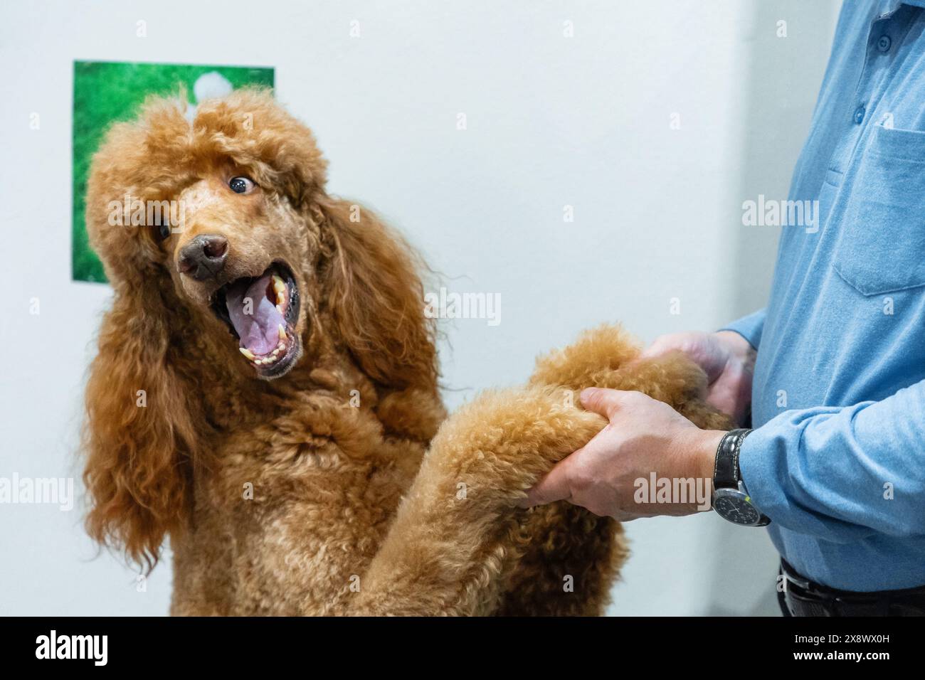 Red royal poodle big dog in contact with an unrecognizable person ...