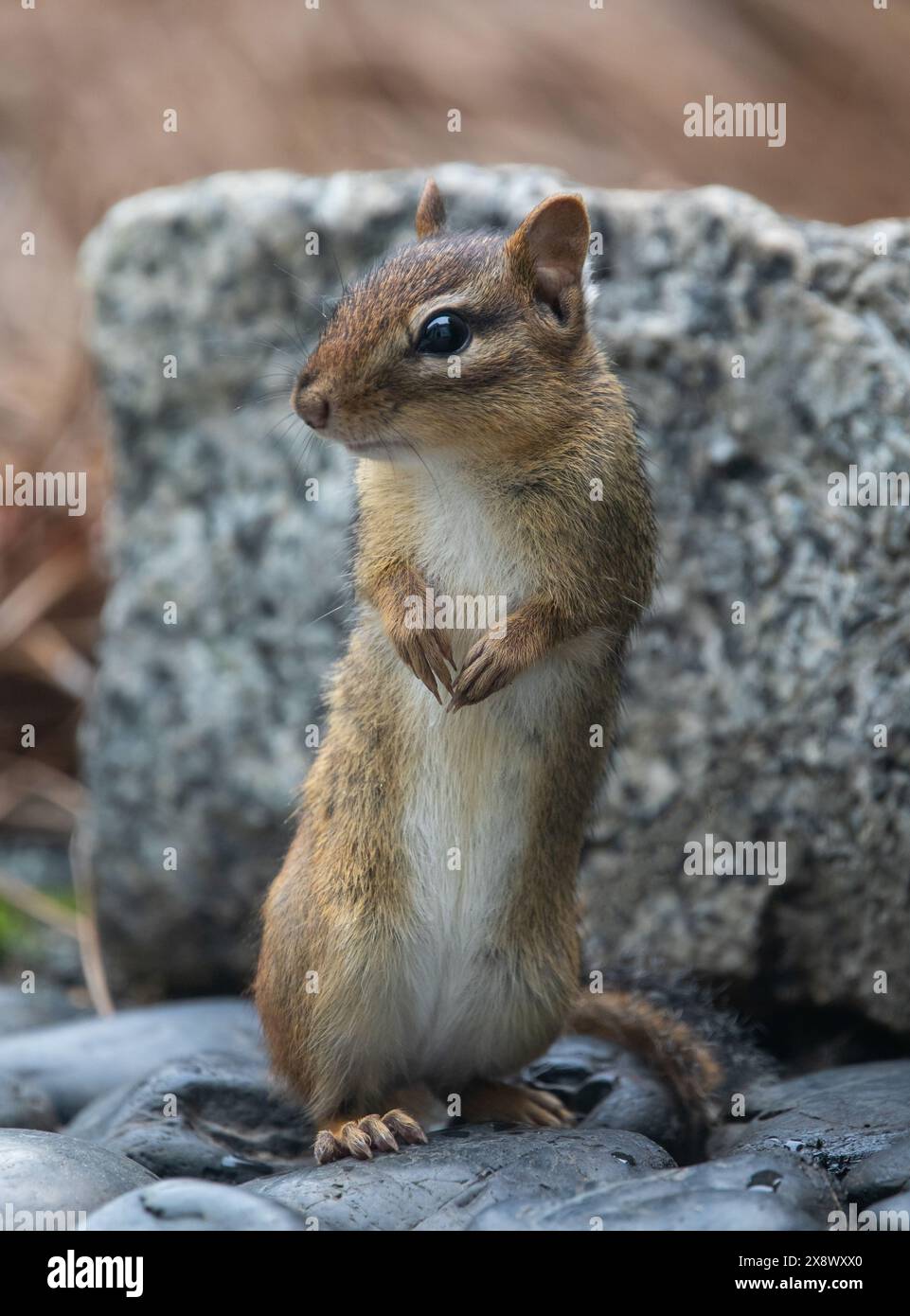 Vertical closeup of a cute eastern chipmunk standing on hind legs Stock ...