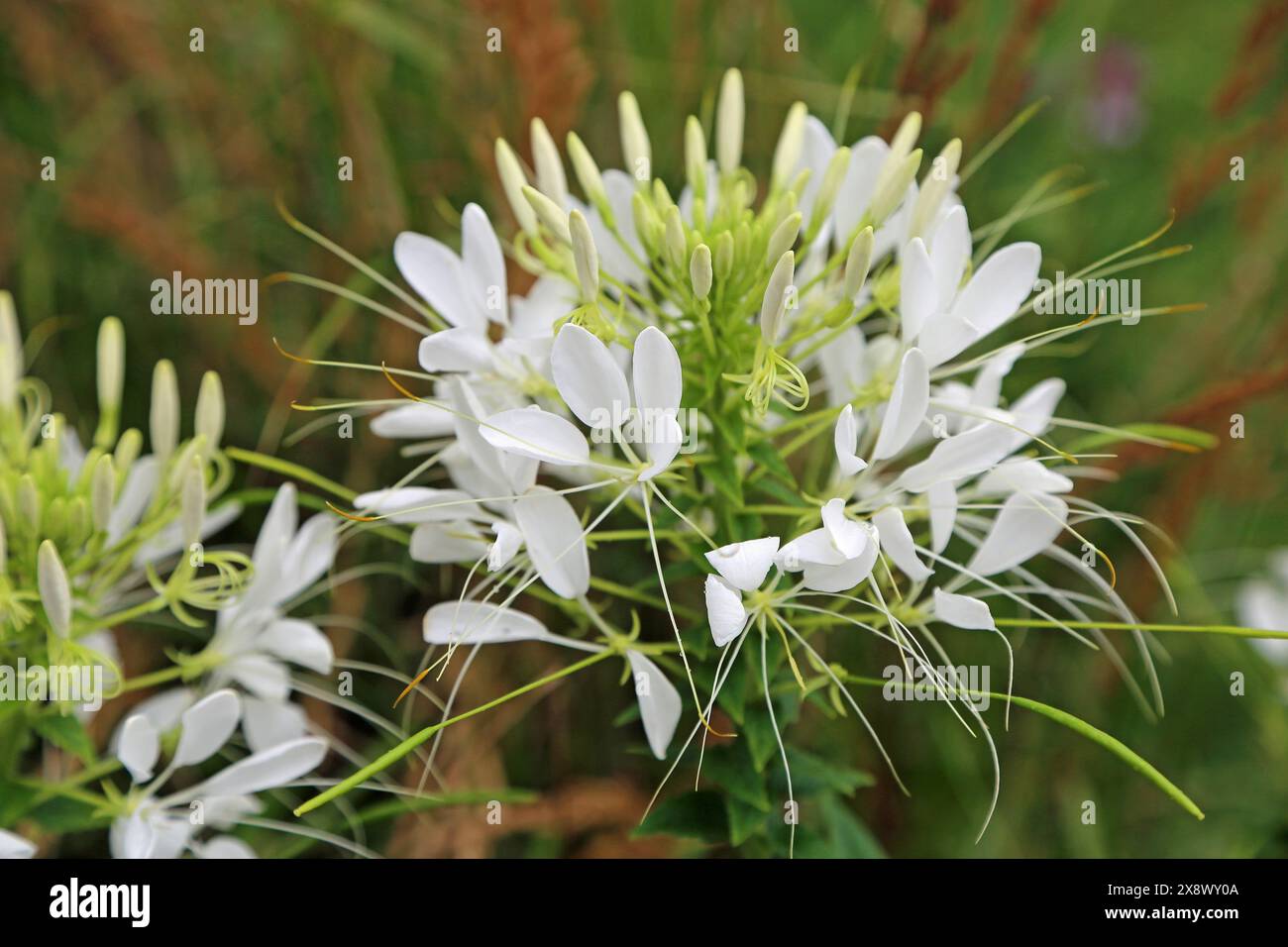 White spider flower Stock Photo - Alamy