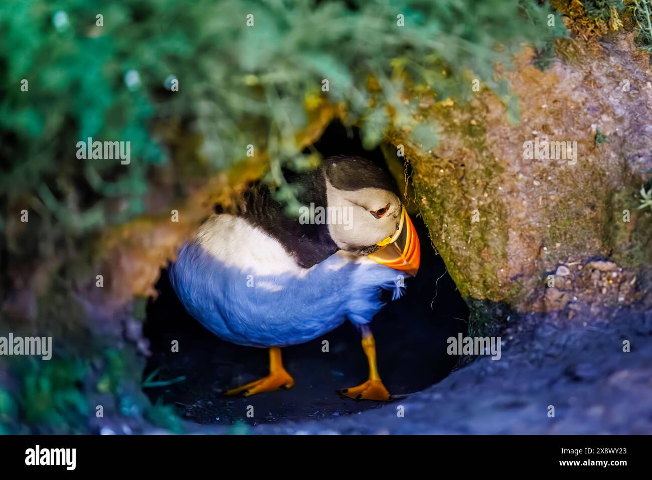 An Atlantic puffin (Fratercula arctica) with ticks in a nest burrow on ...