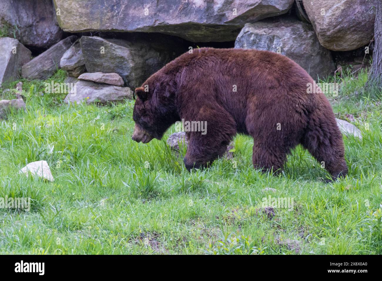 cinnamon bear (Ursus americanus cinnamomum Stock Photo - Alamy