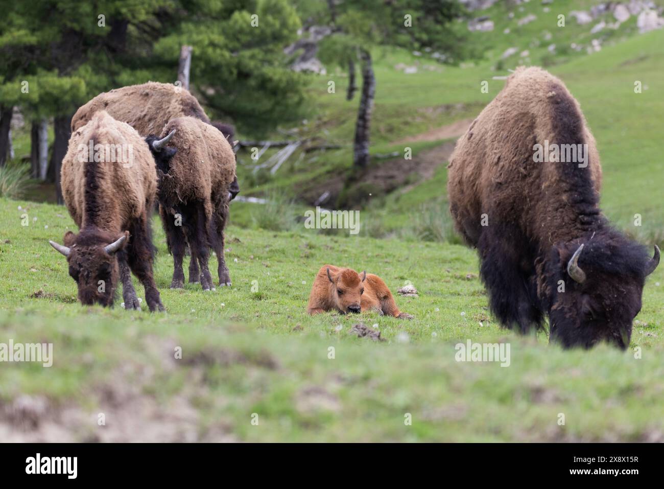 American bison heard in summer Stock Photo - Alamy