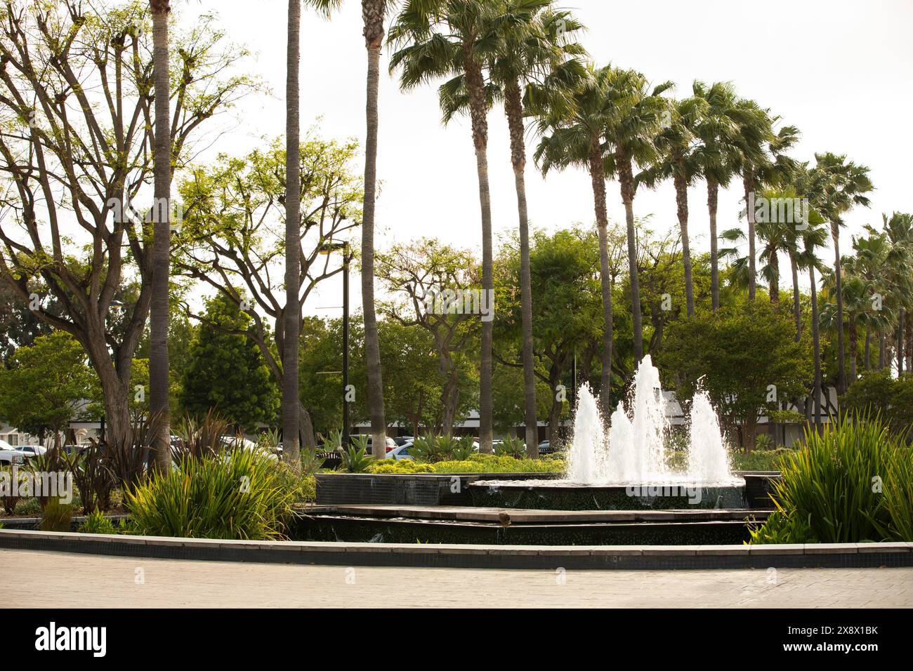 Palm lined view of a fountain in the civic center of downtown Paramount ...