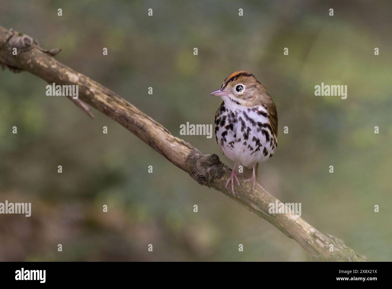 Male ovenbird (Seiurus aurocapilla) singing Stock Photo - Alamy