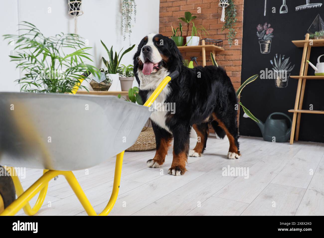 Cute Bernese mountain dog with wheelbarrow and houseplants at home ...