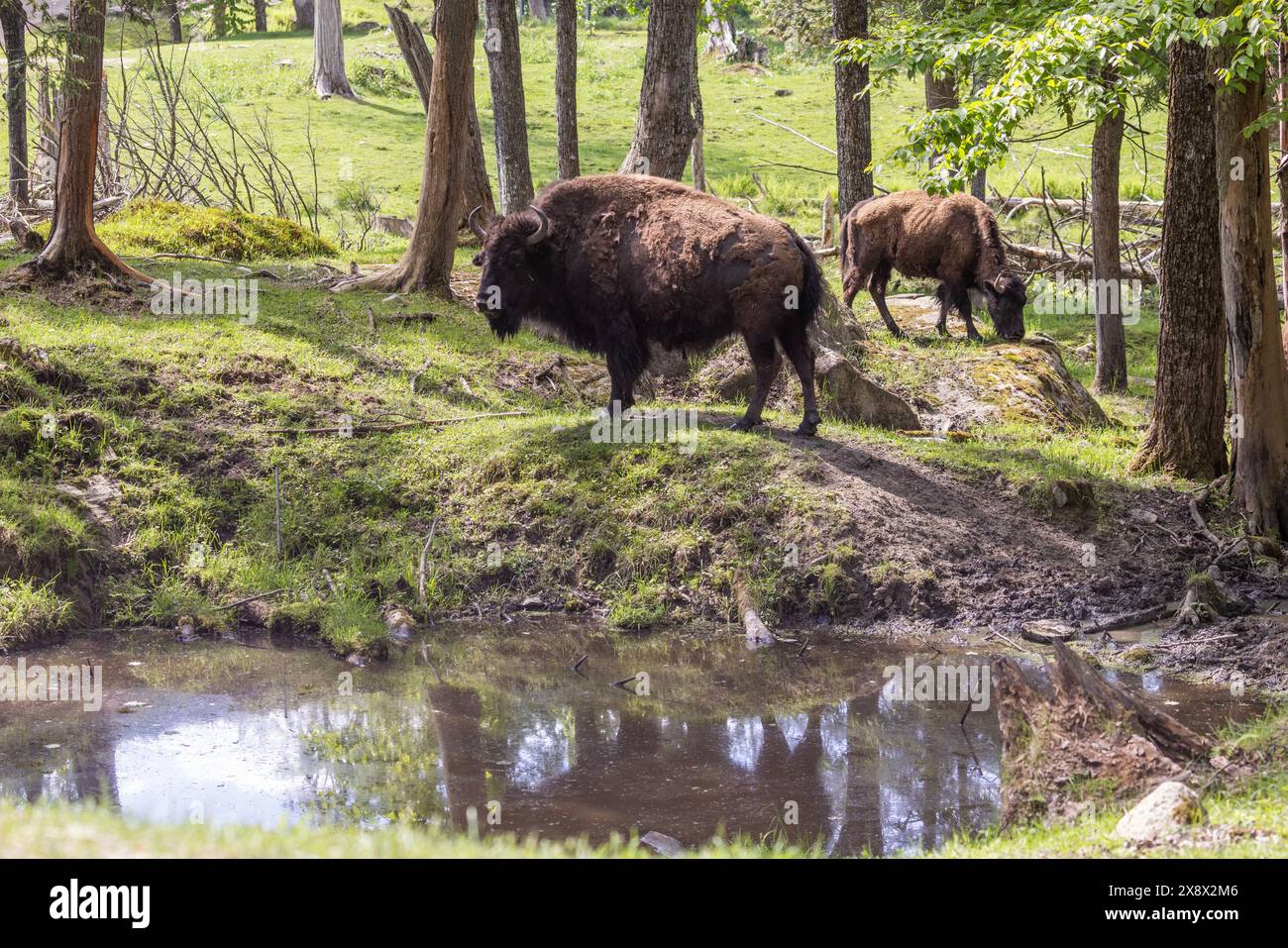 American bison heard in summer Stock Photo - Alamy