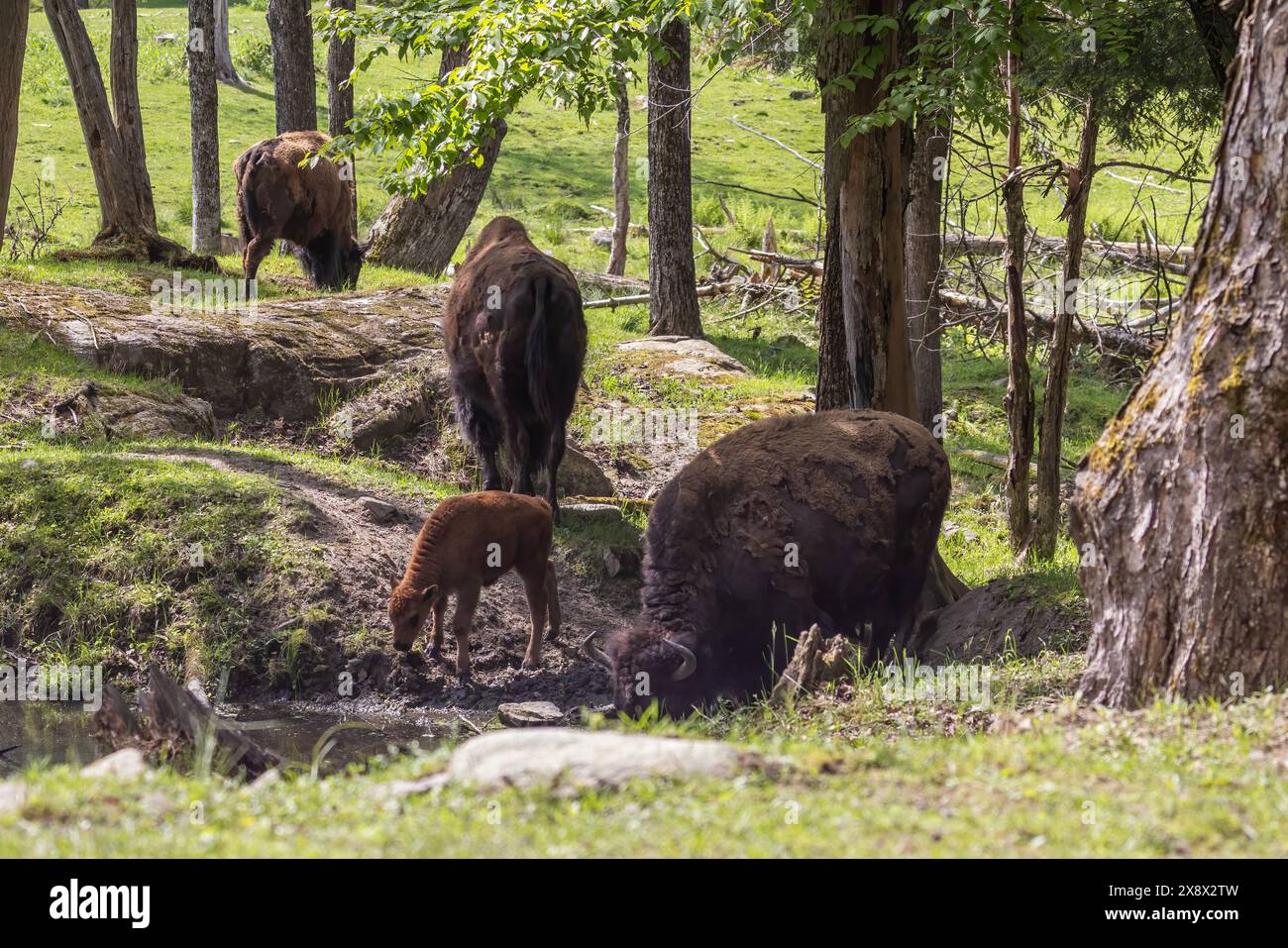 American bison heard in summer Stock Photo - Alamy