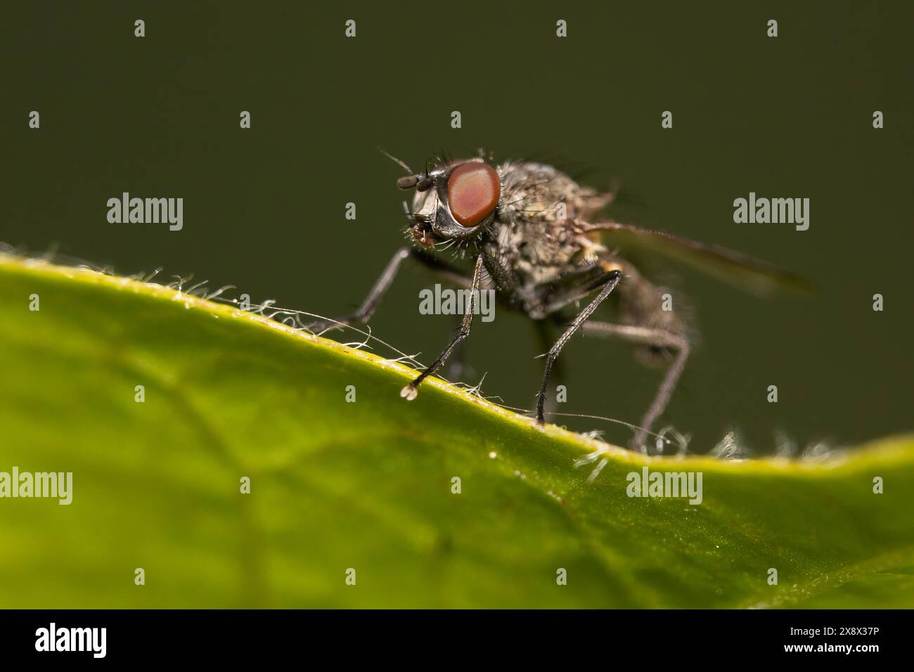 Adia cinerella hi-res stock photography and images - Alamy