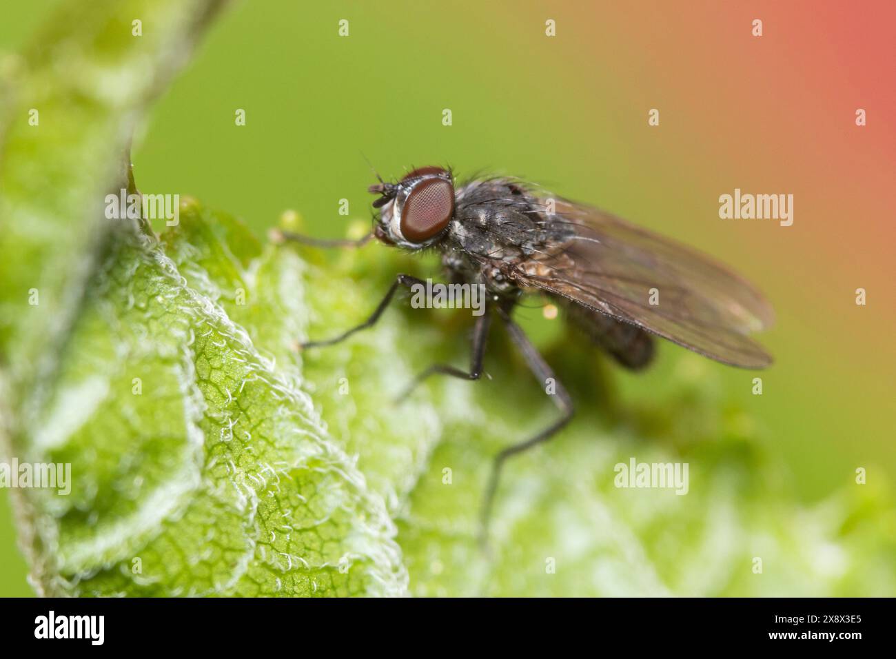 Cinerella hi-res stock photography and images - Alamy