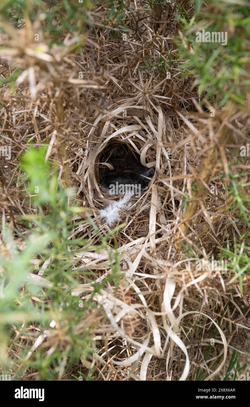 Chiffchaff, Phylloscopus collybita, nest with chicks, New Forest ...