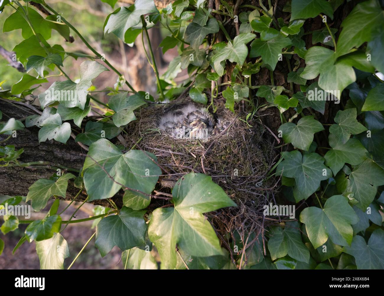 Mistle Thrush nest, Turdus viscivorus, nest with four chicks in tree ...