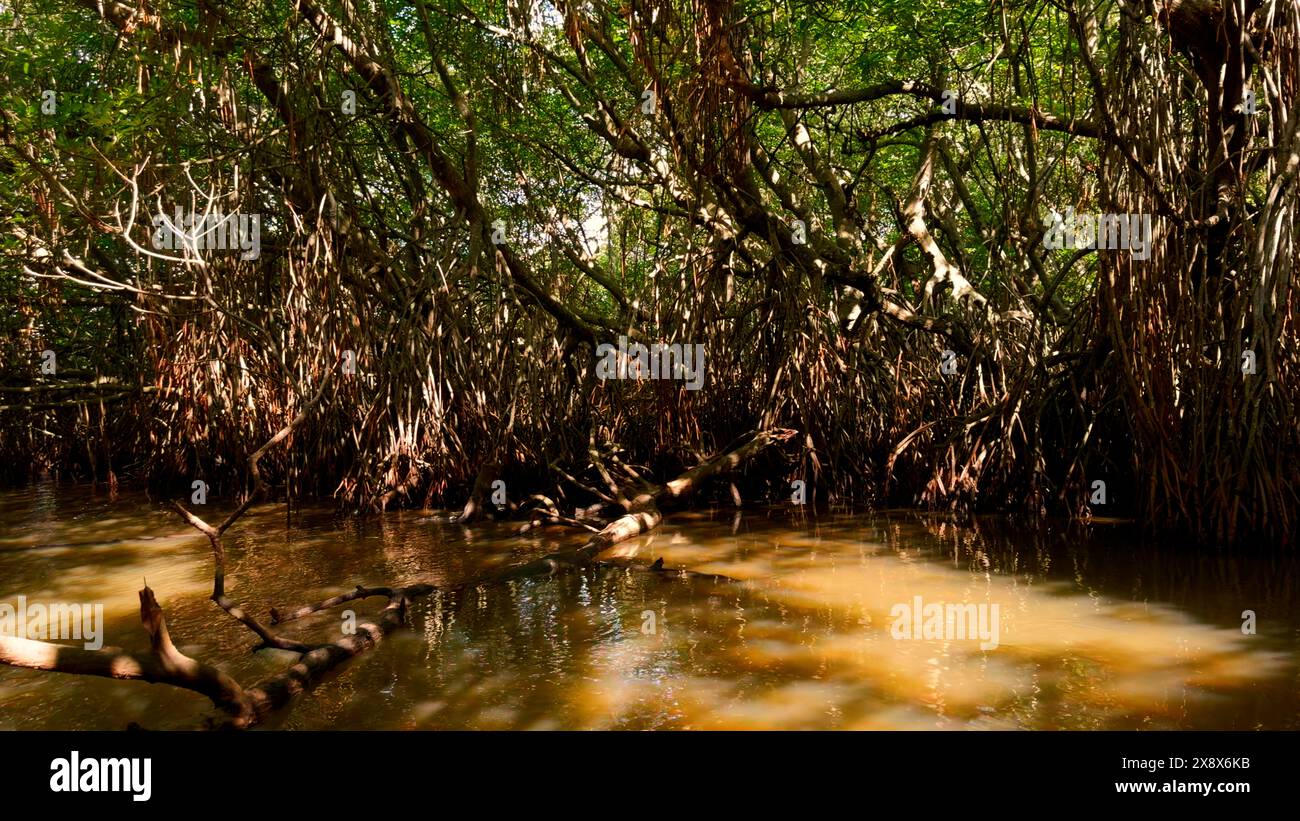 Swamp forests in wetlands concept hi-res stock photography and images ...