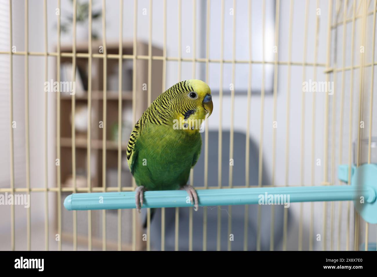 Beautiful bright parrot in cage indoors. Exotic pet Stock Photo - Alamy