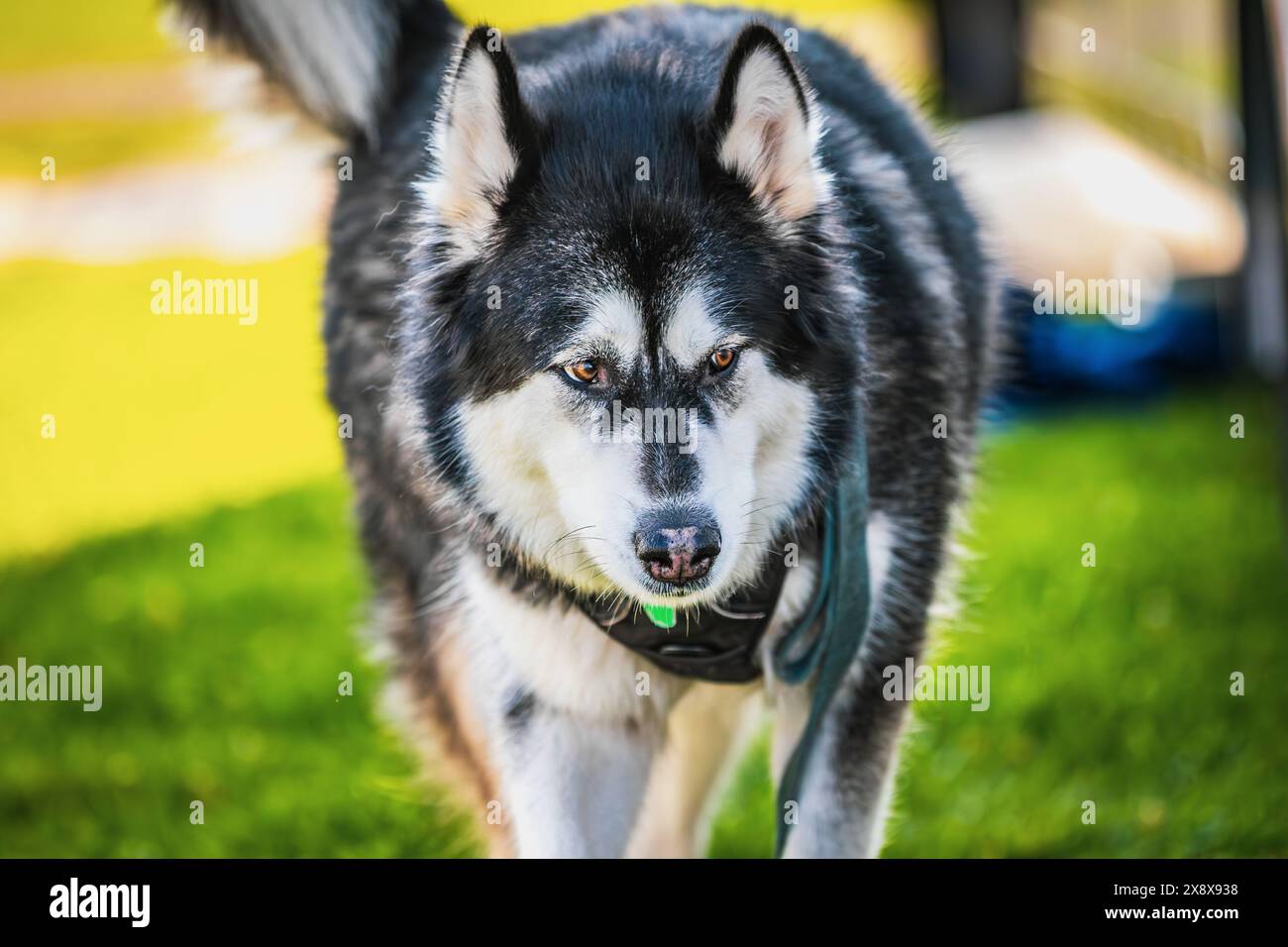 Fluffy Husky looking at the camera Stock Photo - Alamy