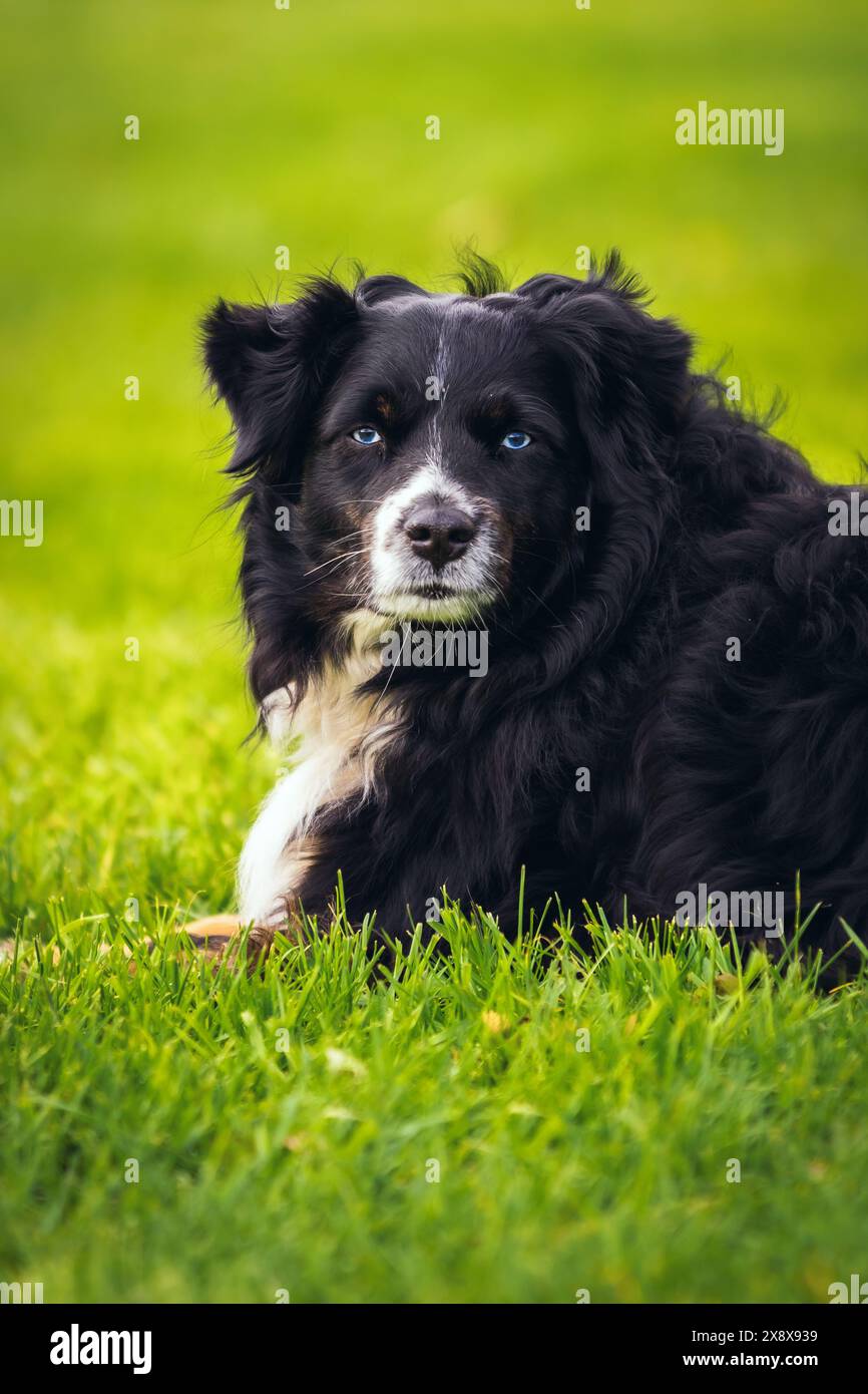 Border Colllie sitting in the grass looking at the camera Stock Photo ...
