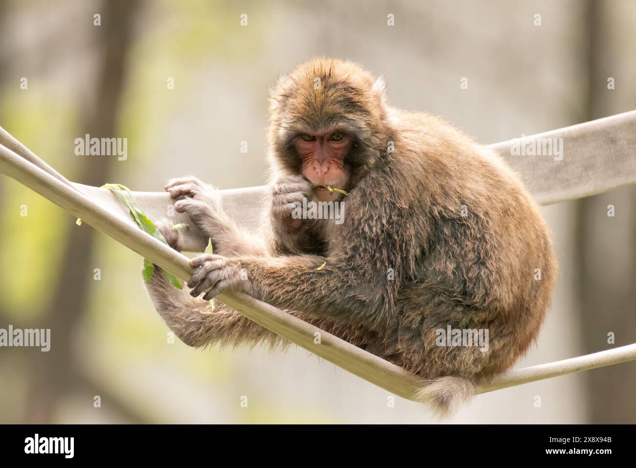 Small monkey relaxing at a local zoo Stock Photo - Alamy