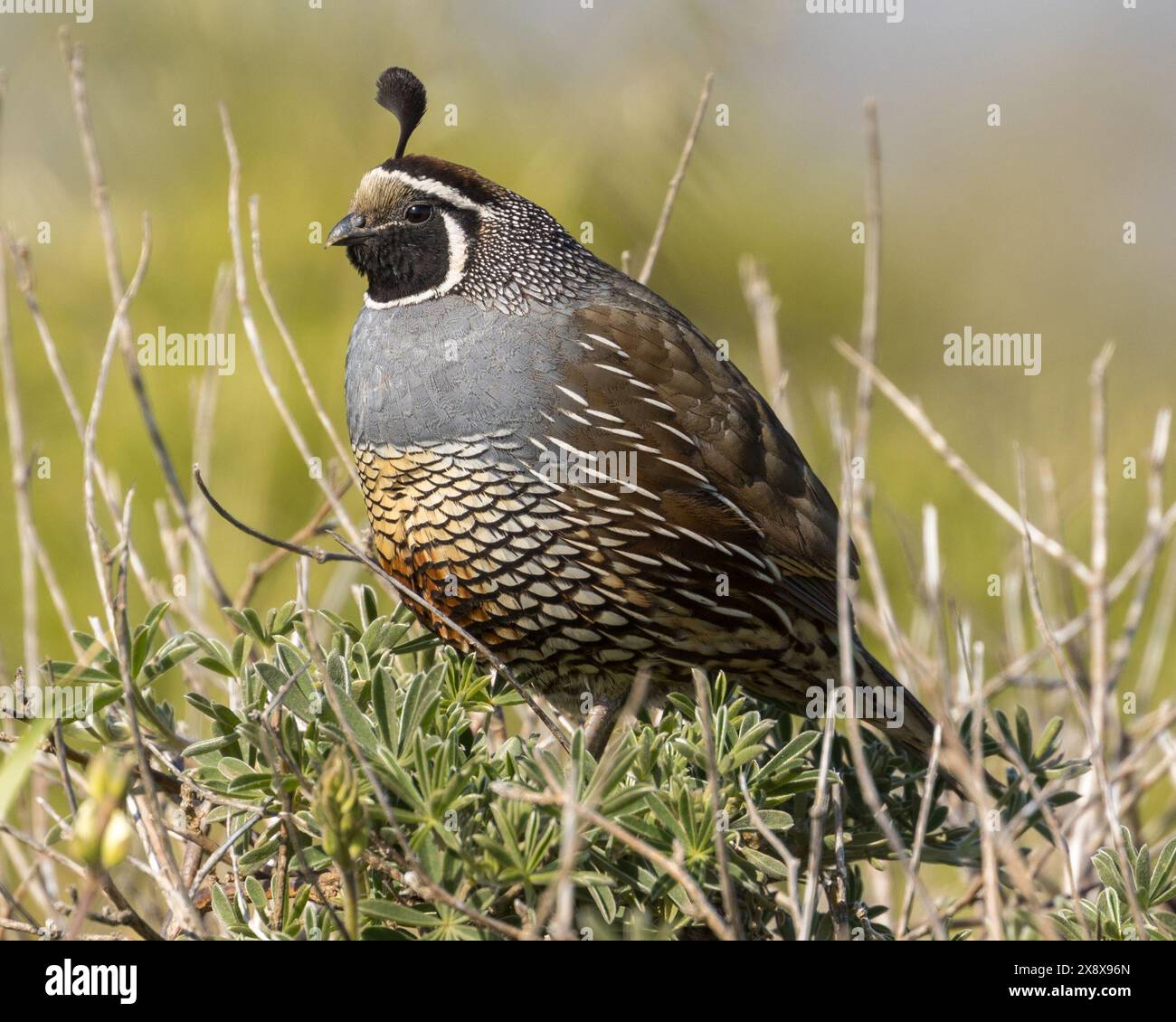 California Quail adult male perched on a shrub. Point Reyes National ...