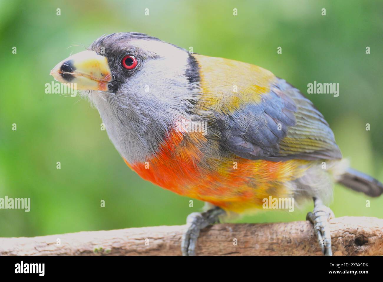 Why we love bird hi-res stock photography and images - Alamy