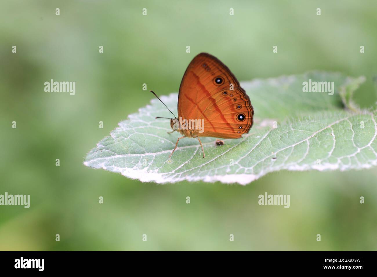 Mycalesis anapita, the tawny bush-brown, is a species of Satyrinae ...