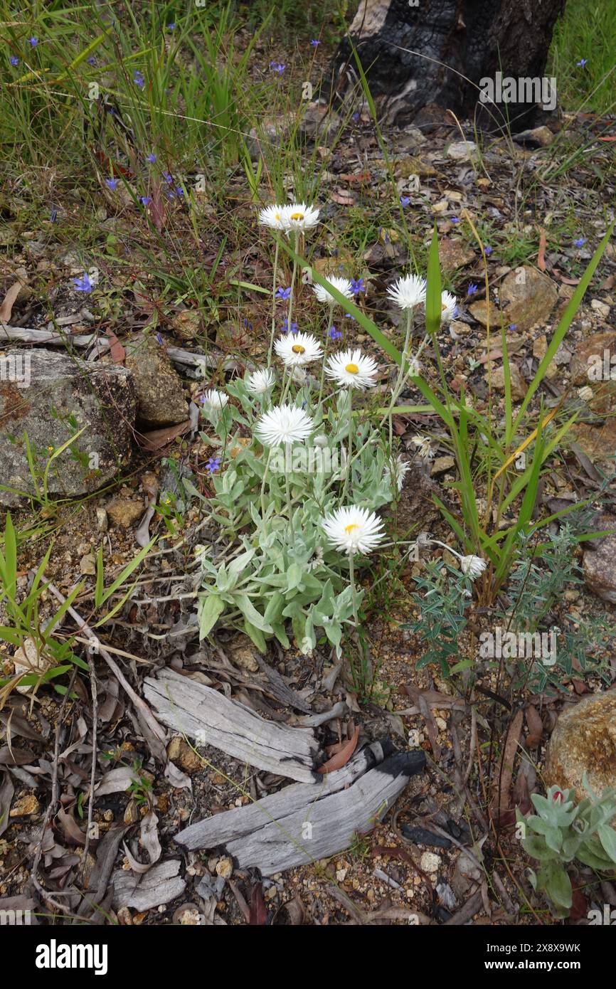 White paper daisy (Coronidium newcastlianum) (formerly Helichrysum ...