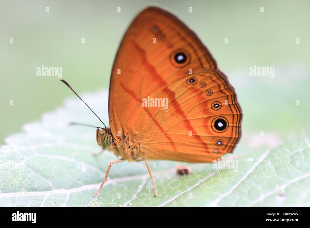 Mycalesis anapita, the tawny bush-brown, is a species of Satyrinae ...