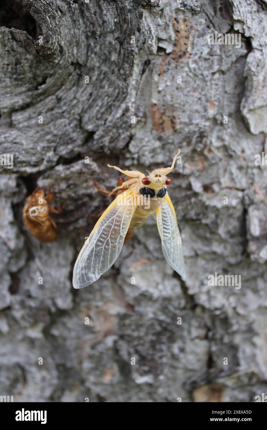 Adult 17-year cicada emerging from a shell with tree bark in the ...