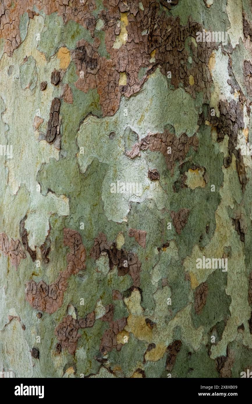 Beautiful camoflaged bark of Sycamore tree Stock Photo - Alamy