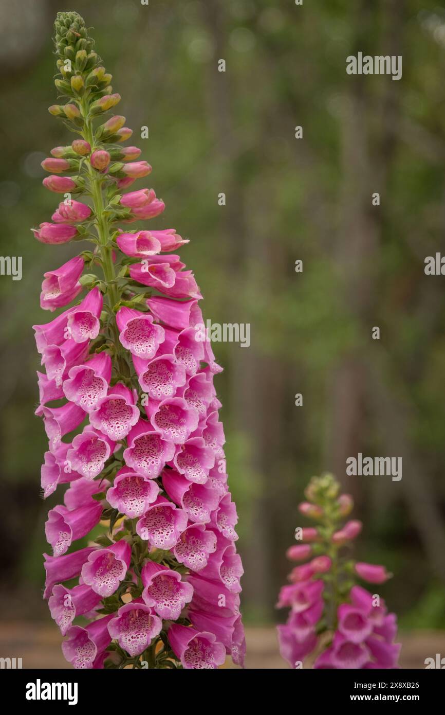 Foxglove backdrop hi-res stock photography and images - Alamy