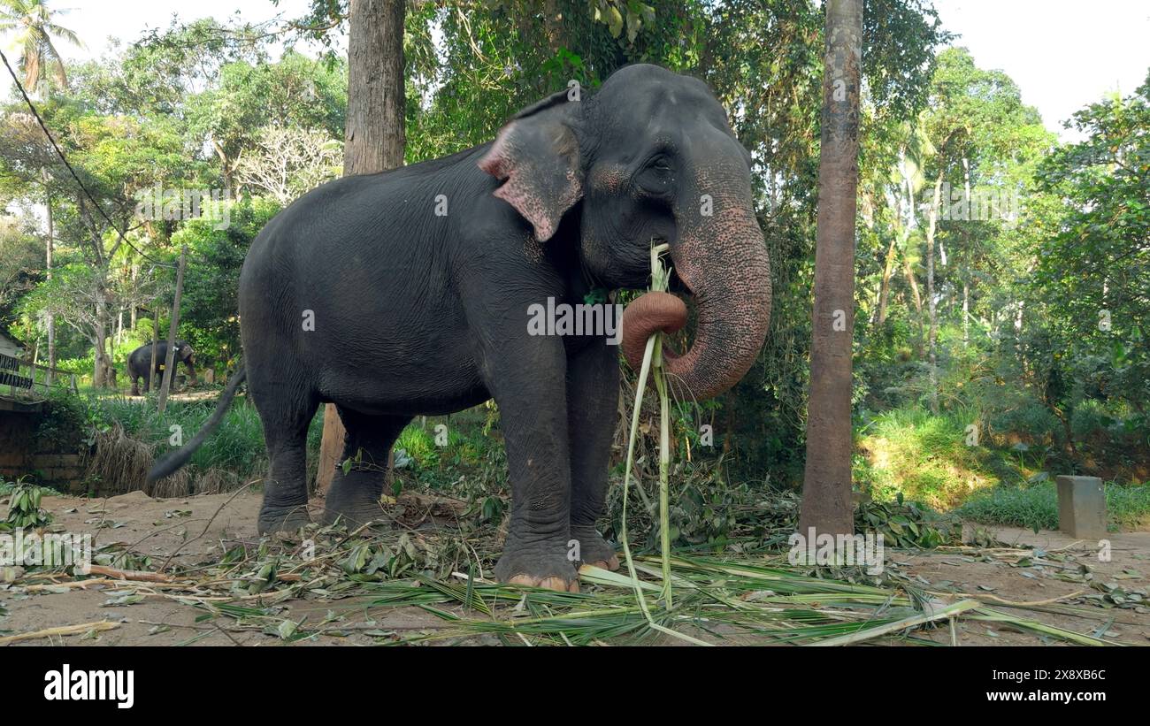 Elephant eats reeds in jungle. Action. Elephant farm for tourists in ...