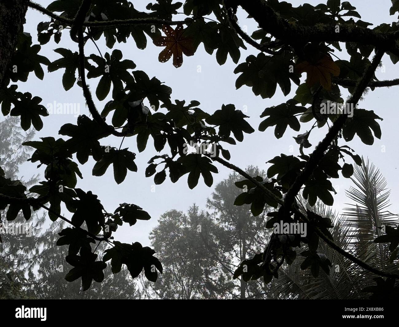 The sacred Yarumo Blanco (Cecropia telealba) tree in the Andean ...