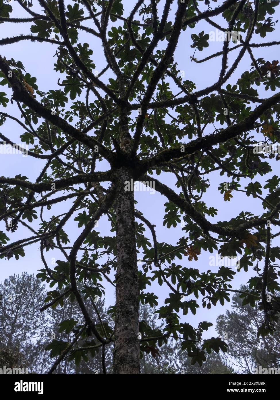 The sacred Yarumo Blanco (Cecropia telealba) tree in the Andean ...