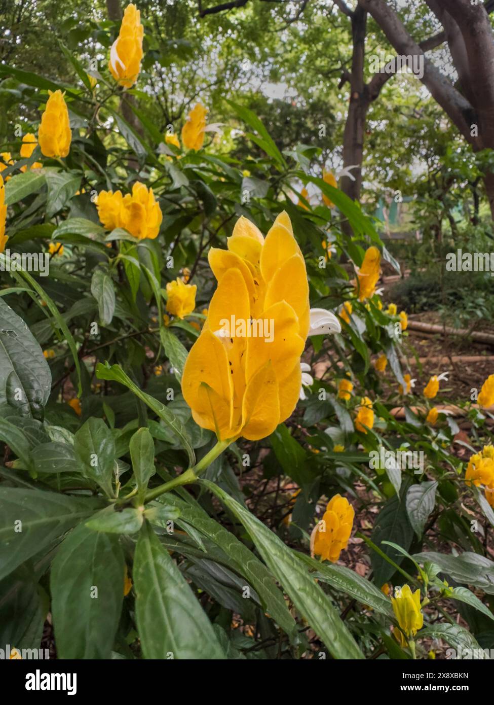 An exotic flowring plant at the Botanical Gardens in Medellin, Colombia ...