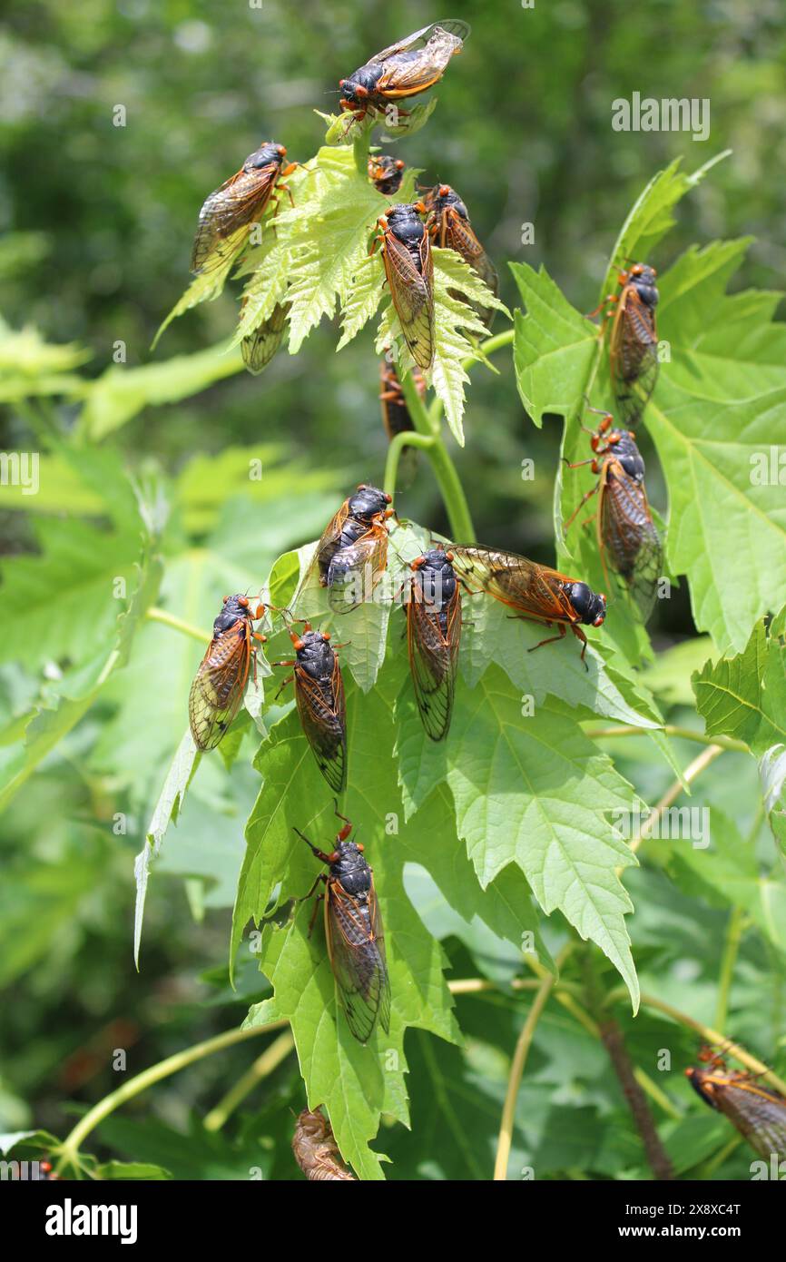 Many 17-year cicadas on silver maple tree leaves in bright sun at Camp ...