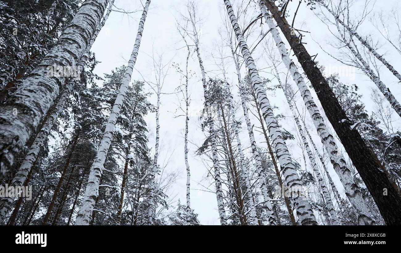 Snowy winter slope and birch tree forest. Media. Beautiful winter ...