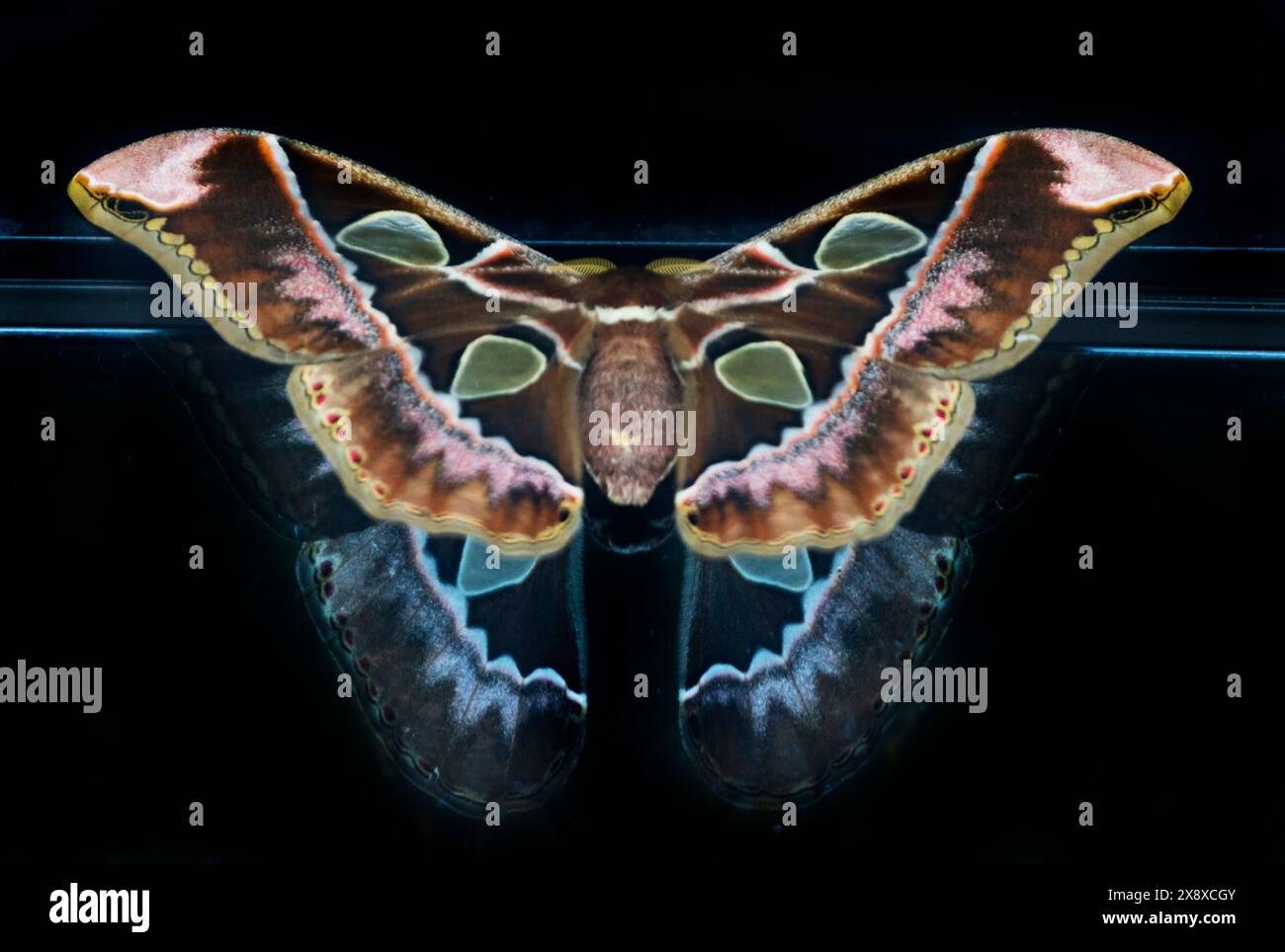 Colombian moth in the Cocora Valley, Colombia Stock Photo - Alamy