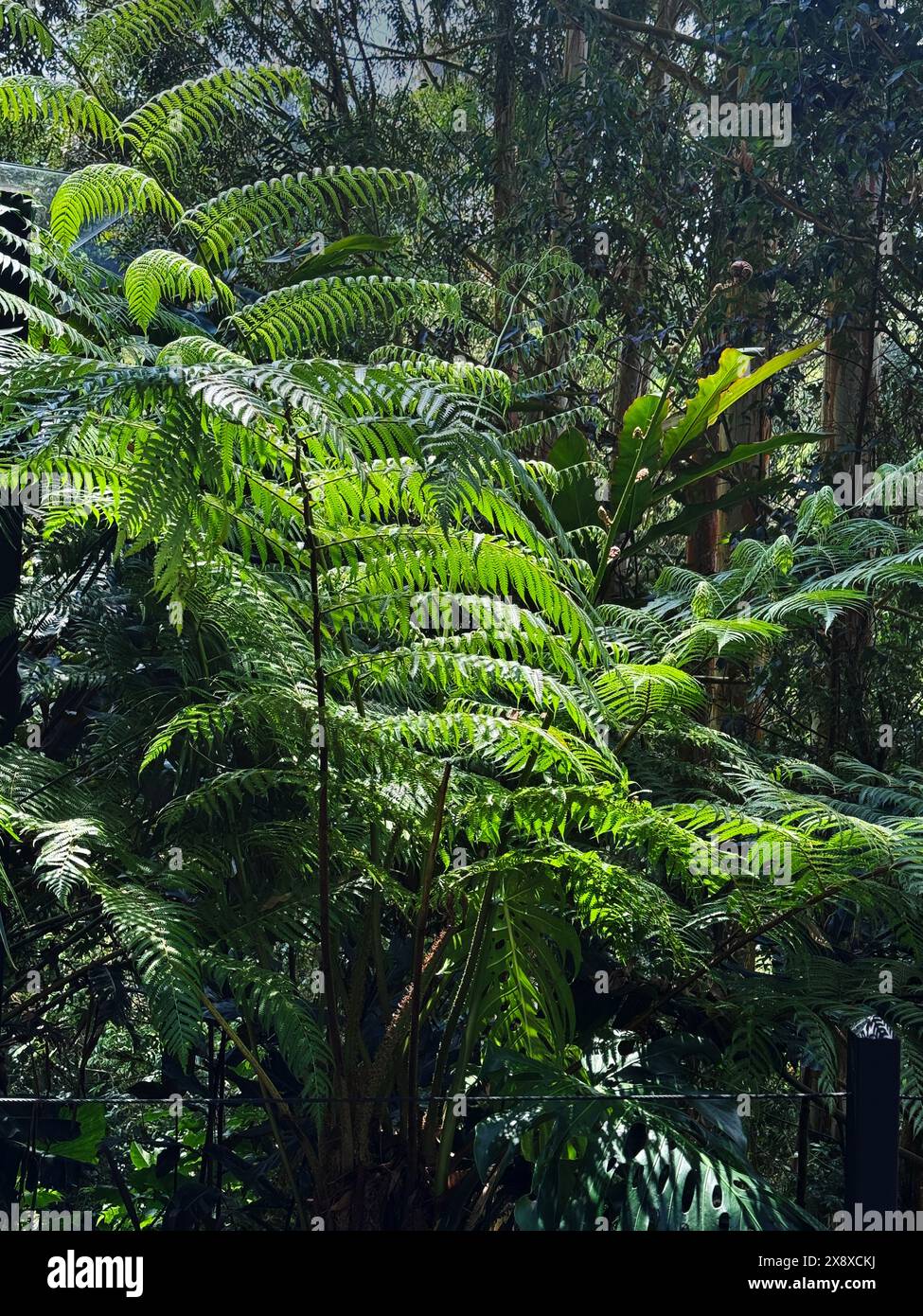 A Colombian tree fern (Cyathea delgadii) - Salento, Colombia Stock ...