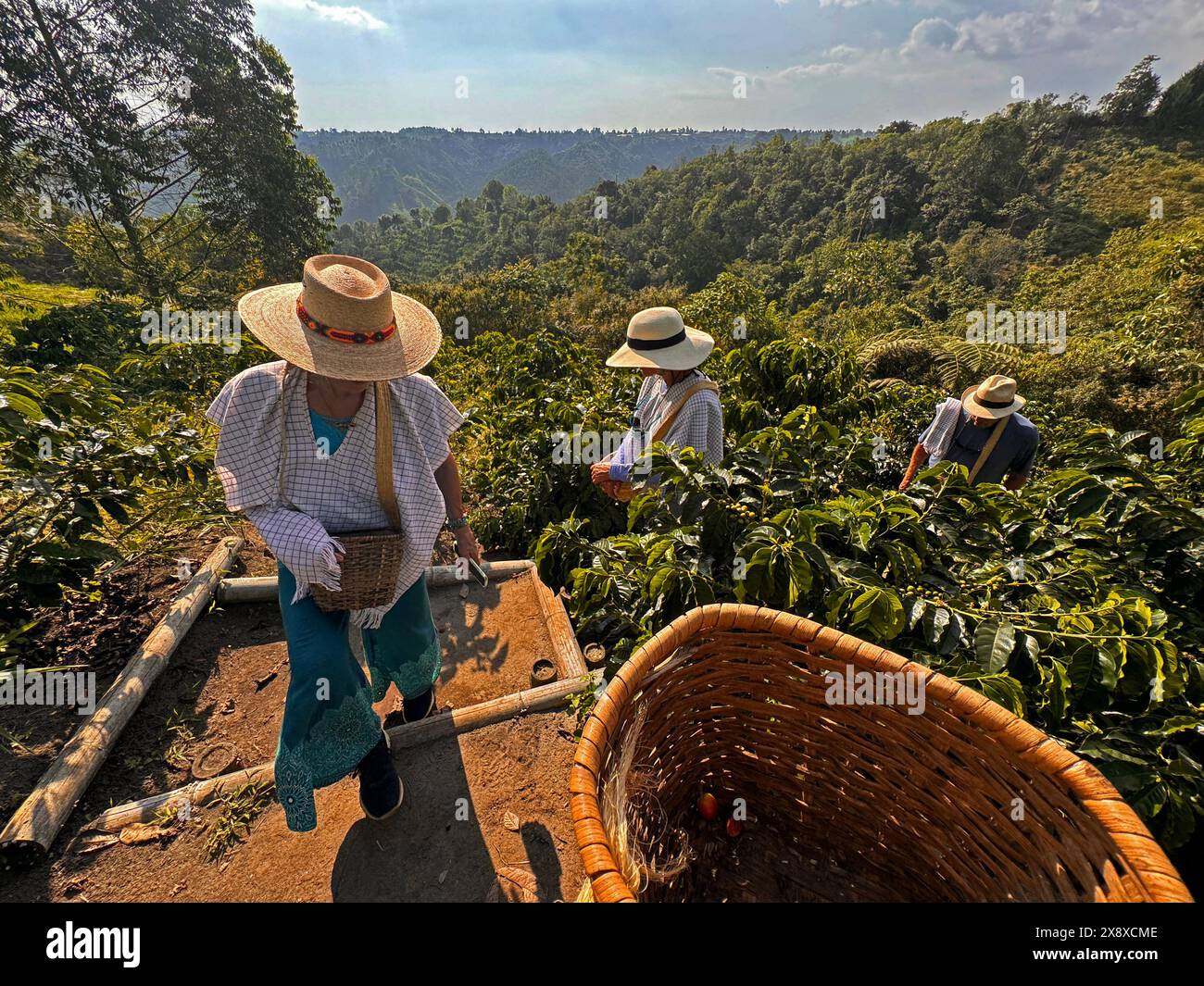 Tourists visit a coffee farm in Salento which is a prime growing region ...