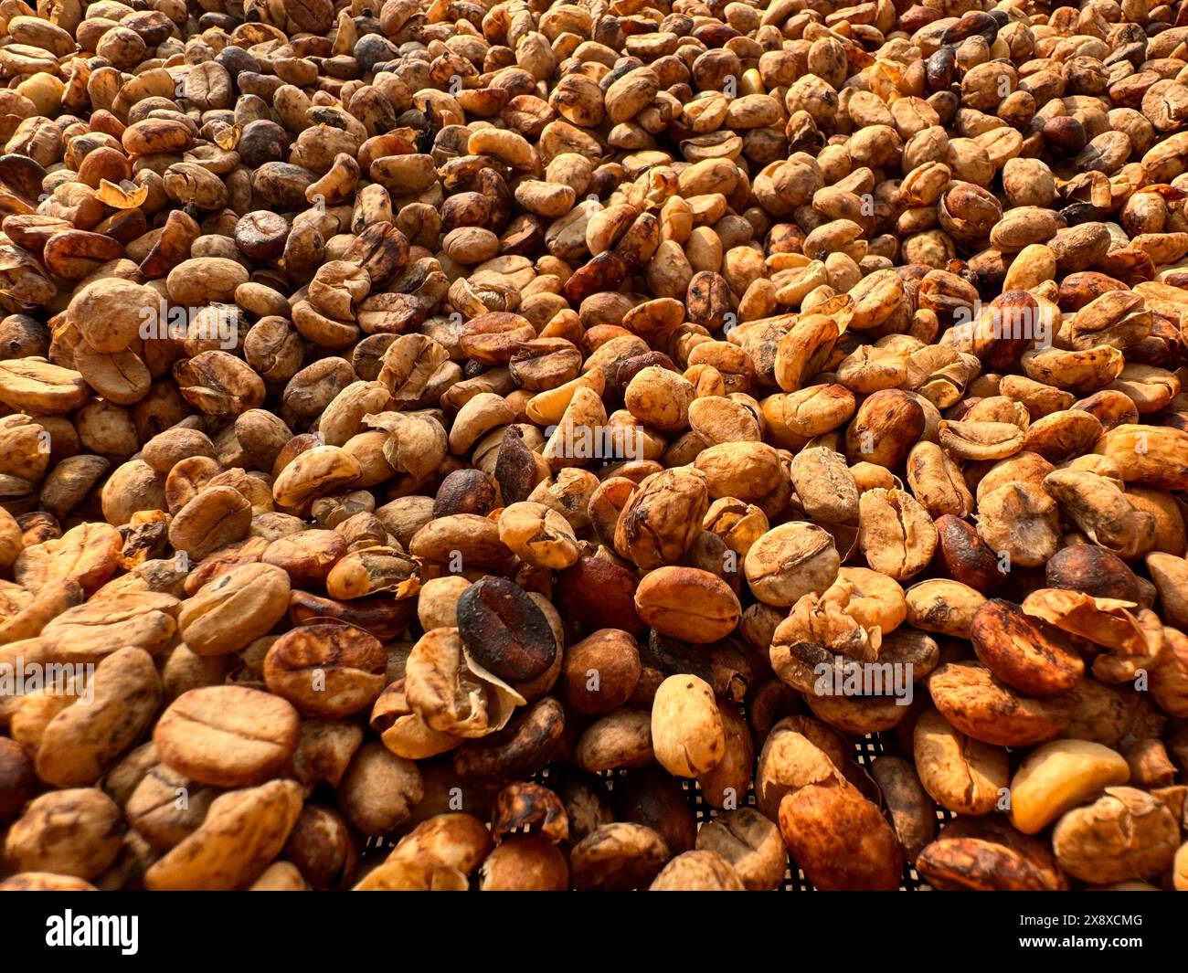Coffee beans dry on a farm outside Salento which is is a prime growing ...