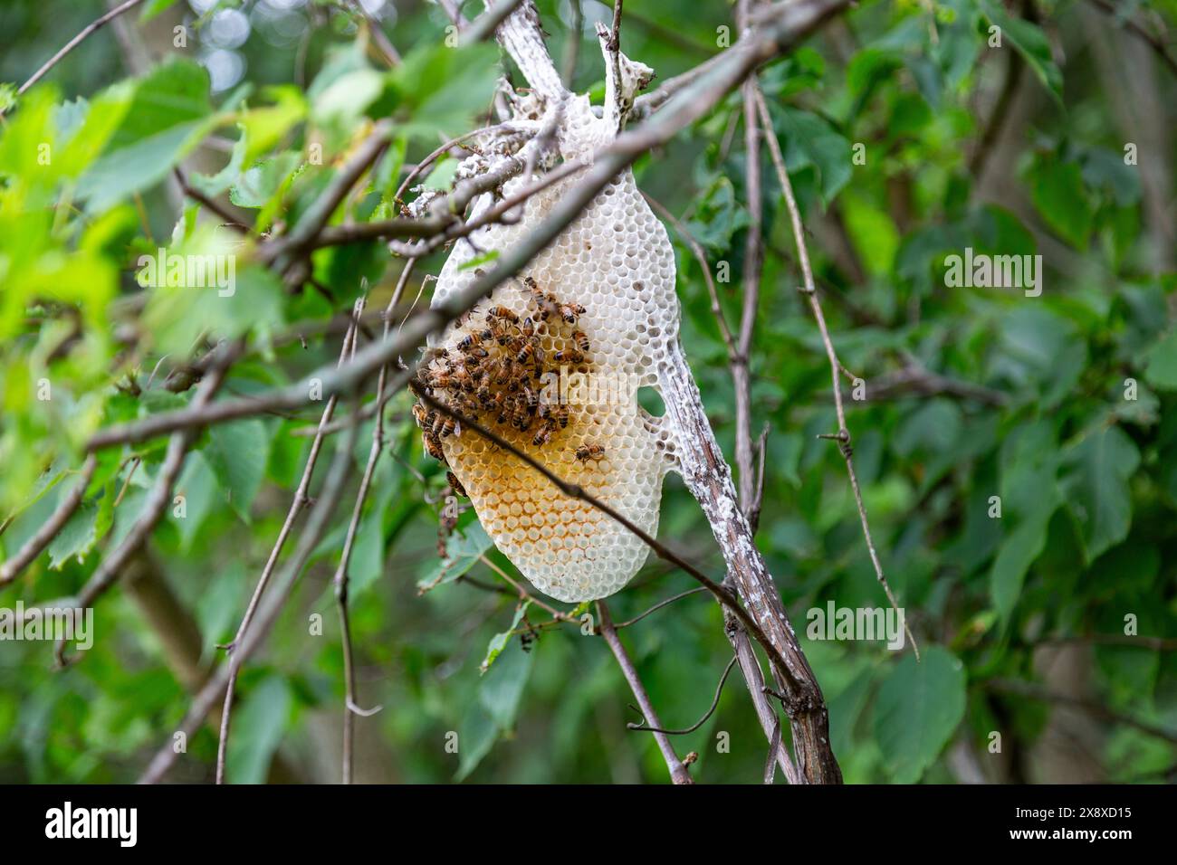 Industrious honey bees build a hive in a tree in Northeast Indiana, USA ...
