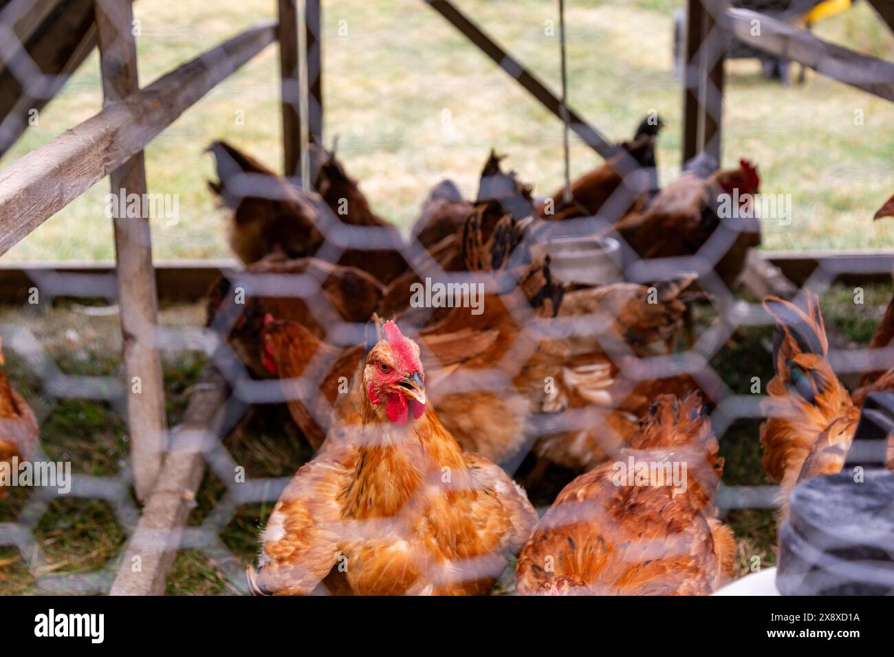 Caged Red Ranger chickens Stock Photo - Alamy