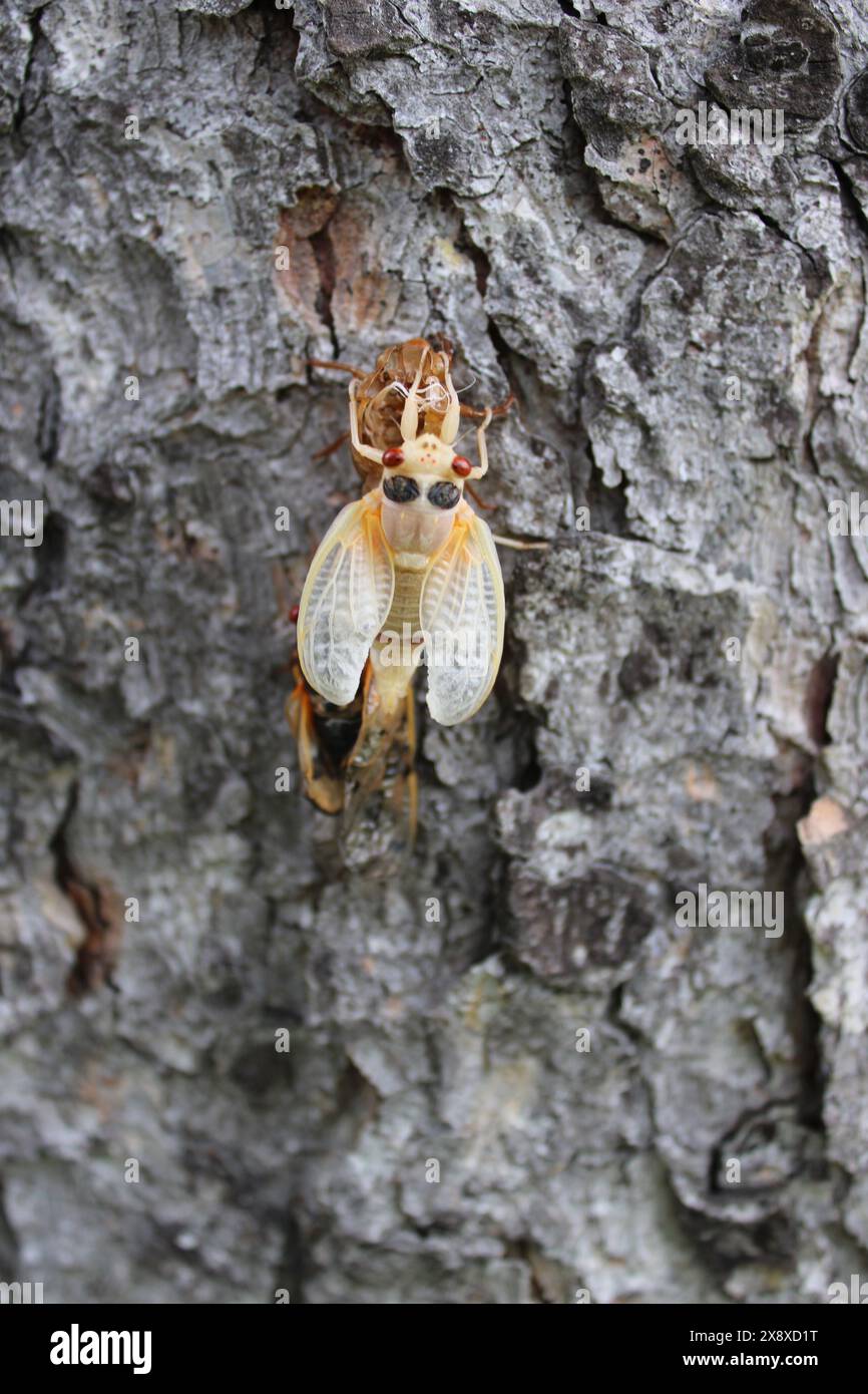 Newly emerged adult 17-year cicada on a tree trunk in Morton Grove ...