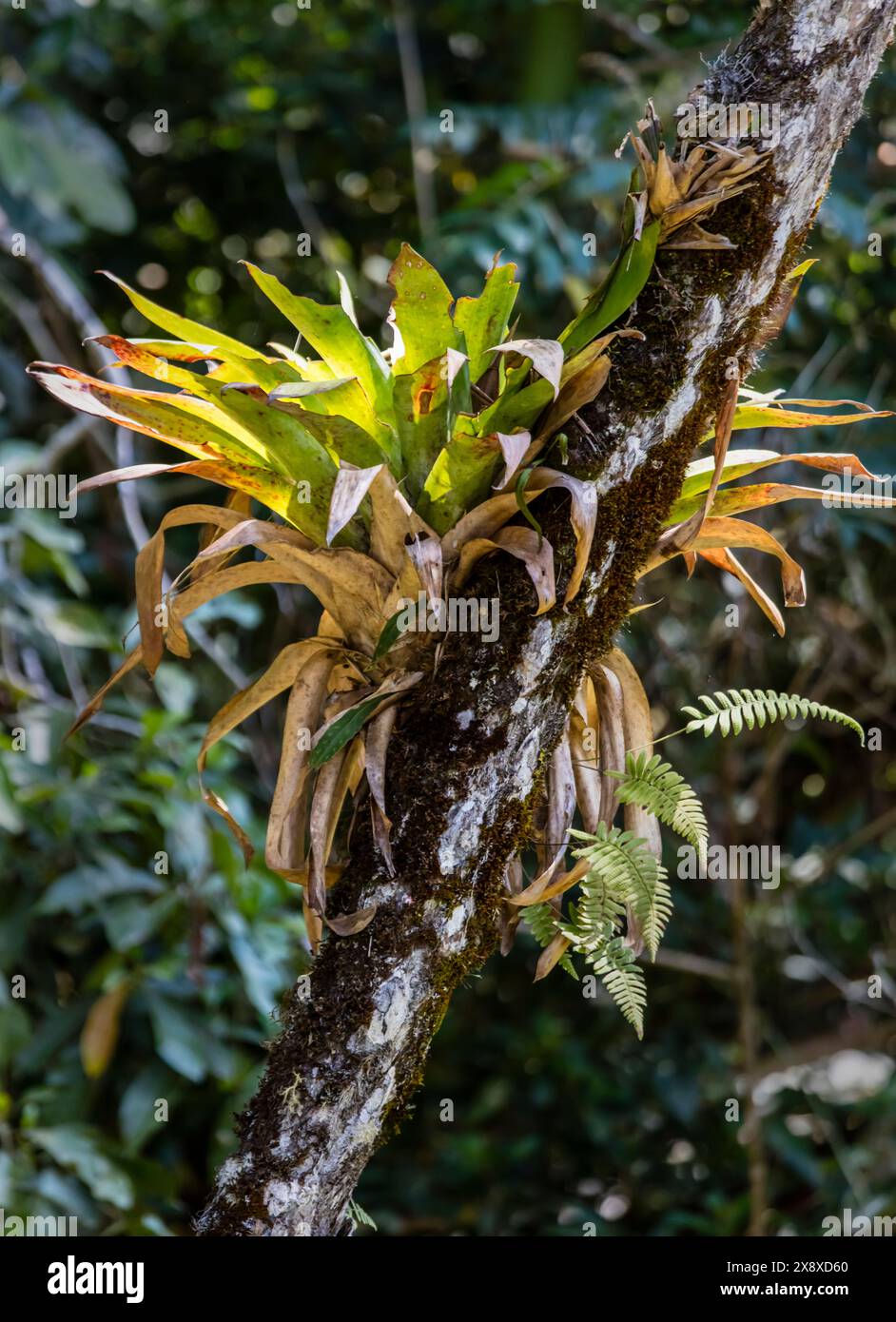 Two thousand year old stone carvings in the San Augustin Archeological ...