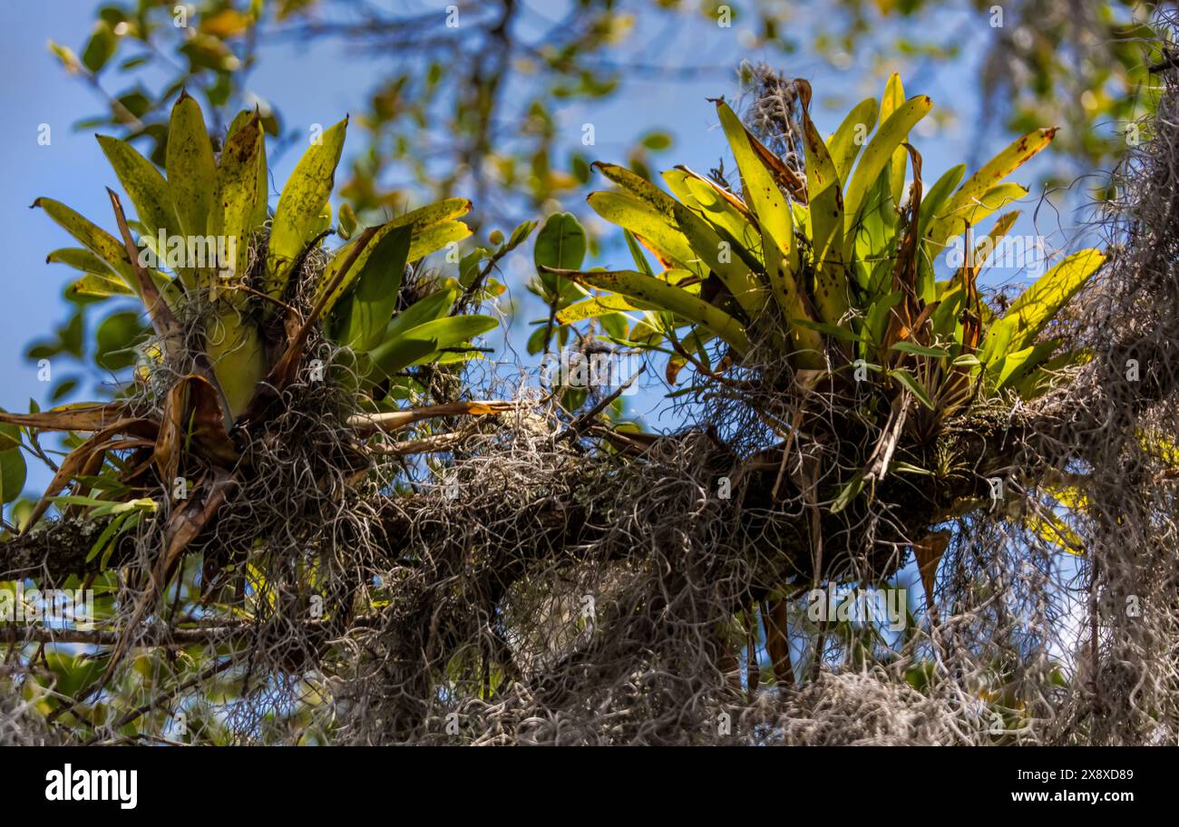 Epyphite Bromeliads (Bromeliaceae) grow in the canopy of many trees ...