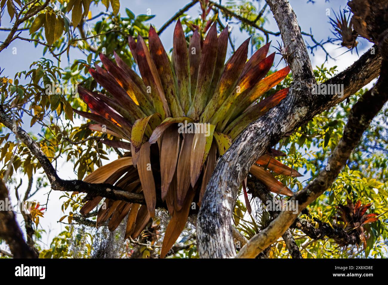 Epyphite Bromeliads (Bromeliaceae) grow in the canopy of many trees ...