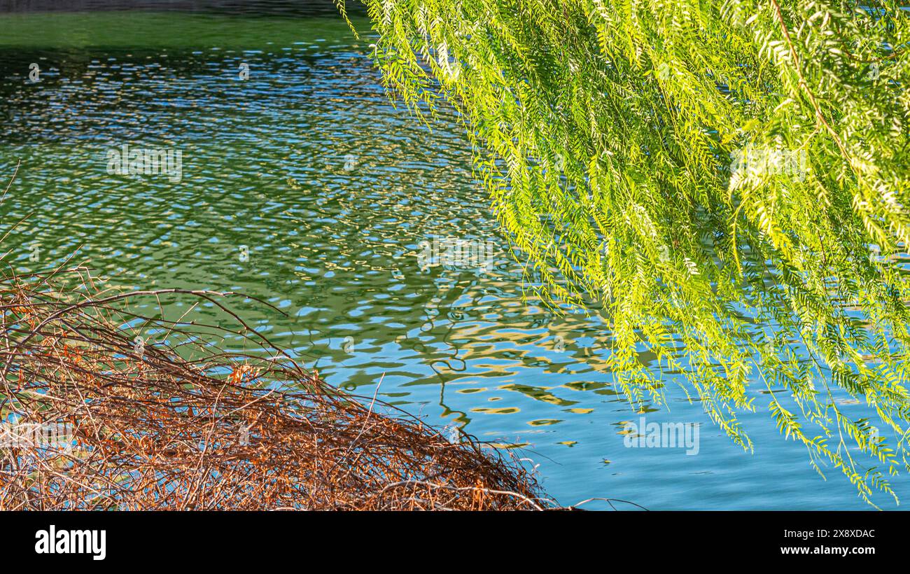 Tree overlooking pond Stock Photo - Alamy