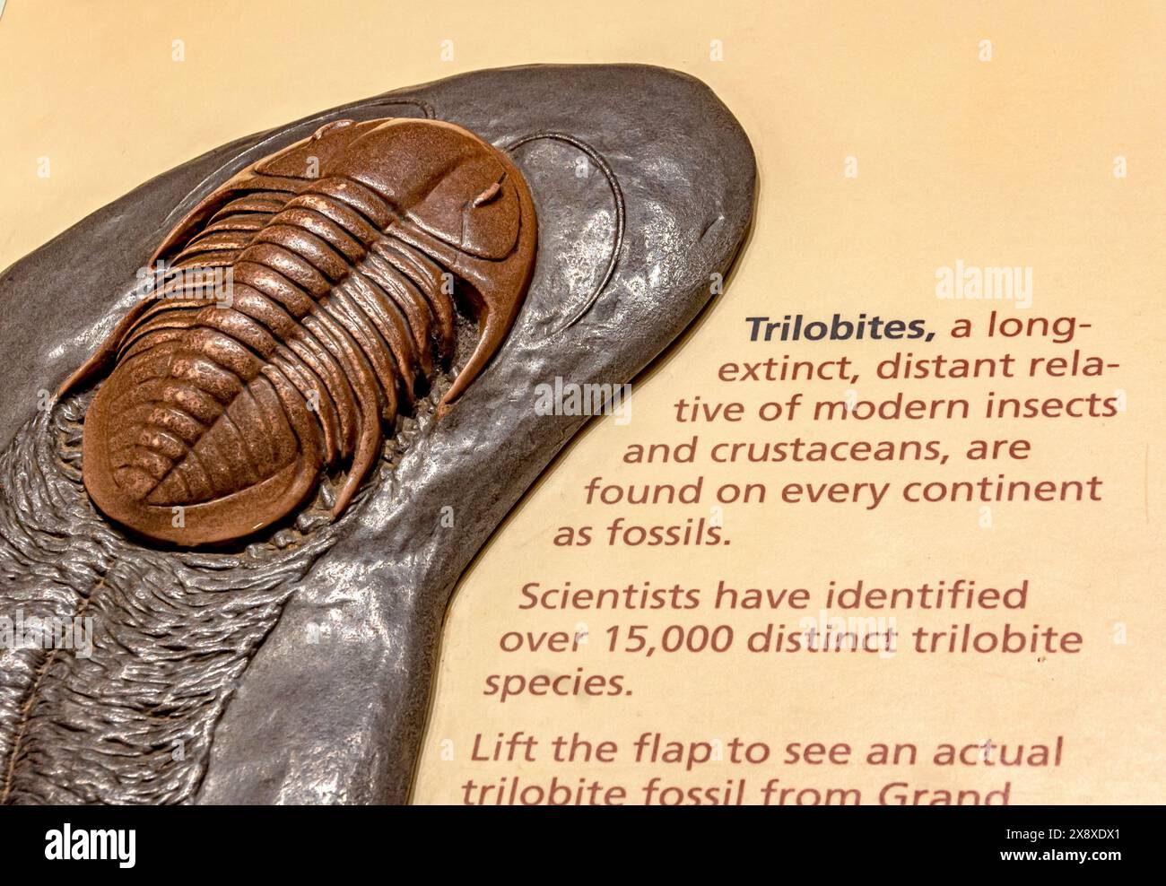 Grand Canyon Geology Museum Stock Photo - Alamy Grand Canyon Geology Museum Stock Photo - Alamy