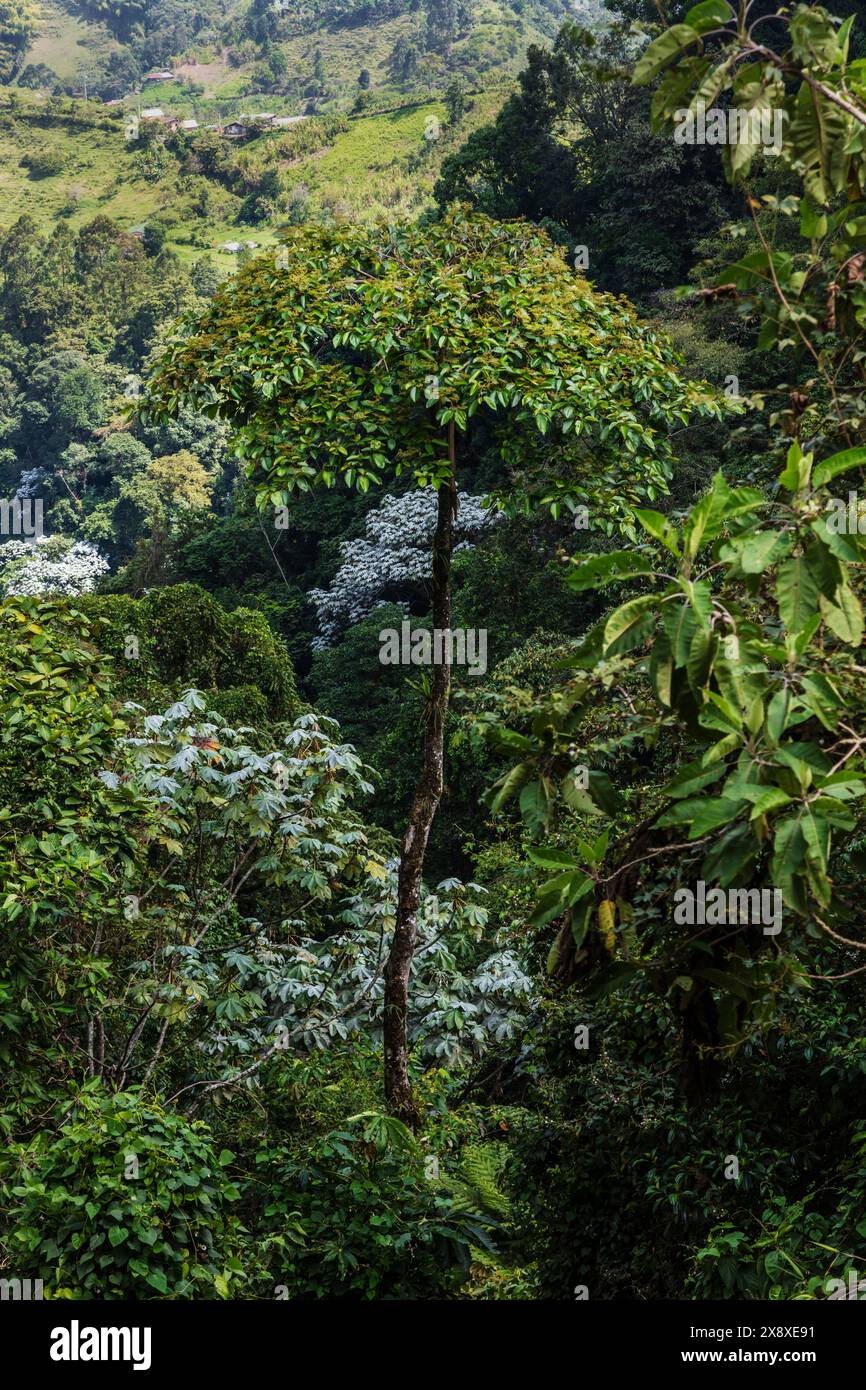Rainforest near Santa Rosa de Cabal - Colombia Stock Photo - Alamy