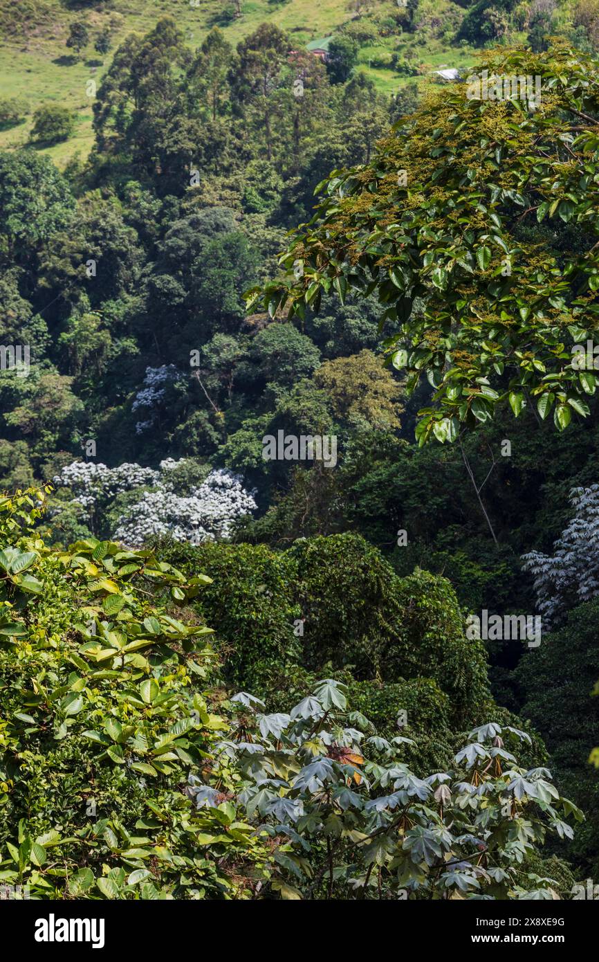 Rainforest near Santa Rosa de Cabal - Colombia Stock Photo - Alamy