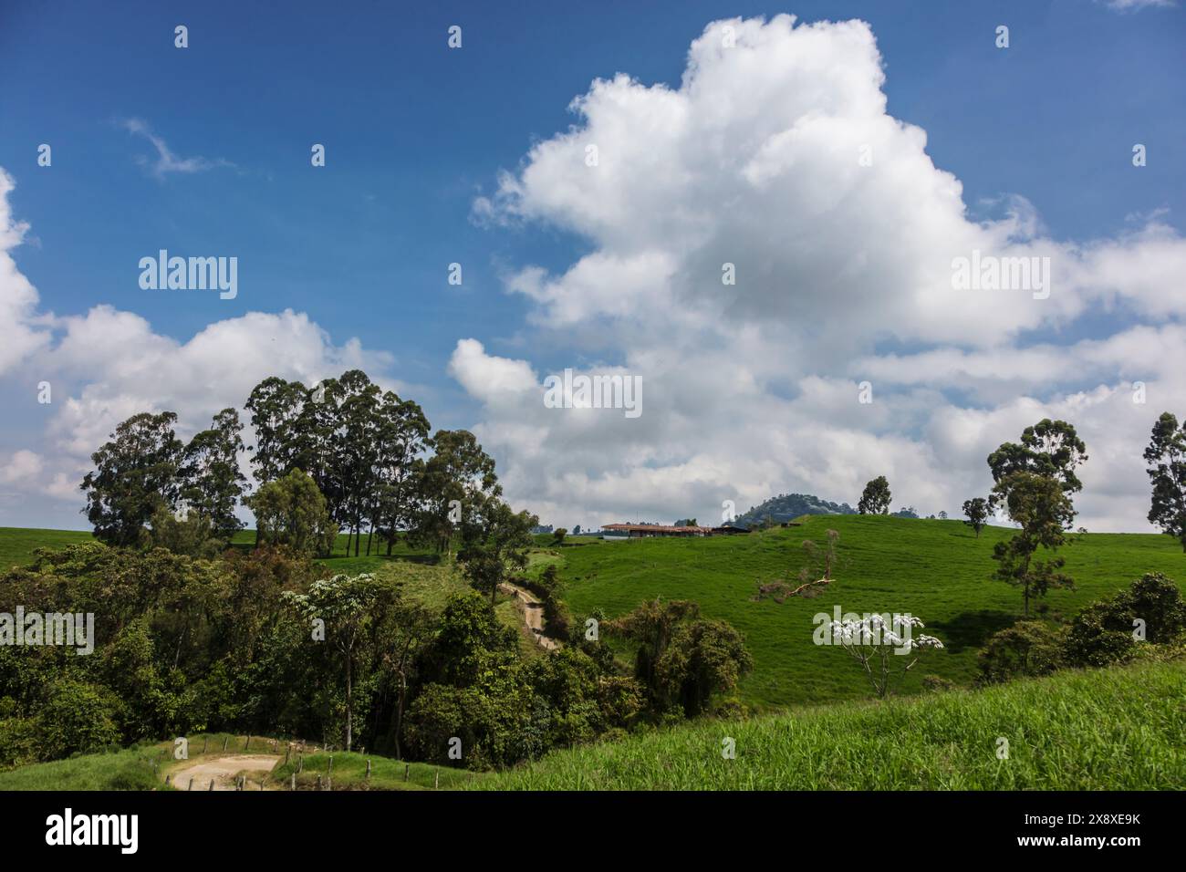 Cow pastures and part of the green landscape near Santa Rosa de Cabal ...