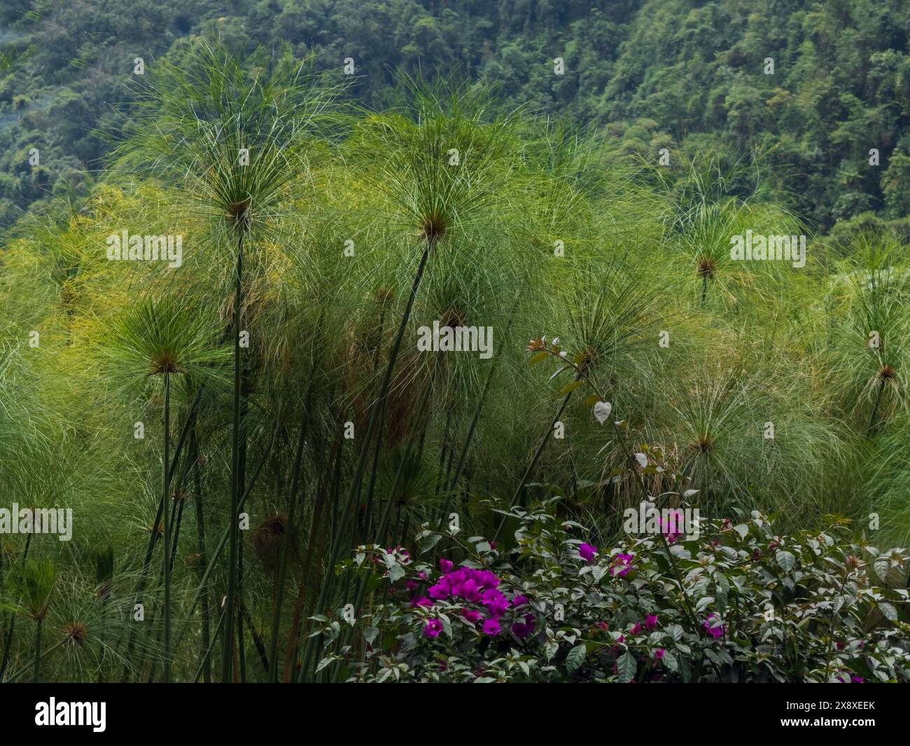 Plants florish in the gardens of Santa Rosa de Cabal, a hot springs ...